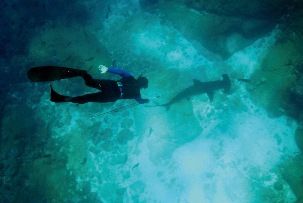 10 Amazing Shark Facts